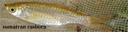 rasbora