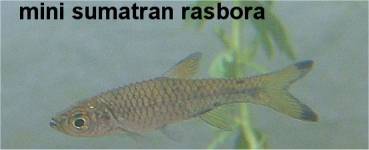 rasbora