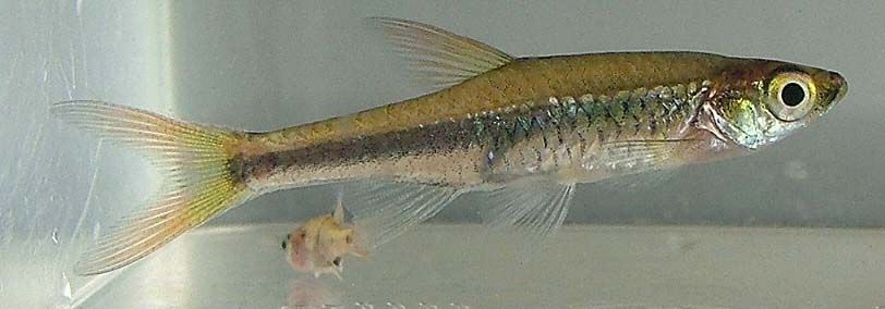 rasbora