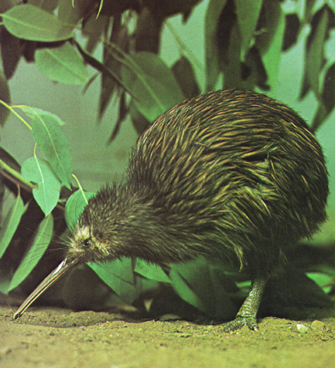 rational olive's bird pictures