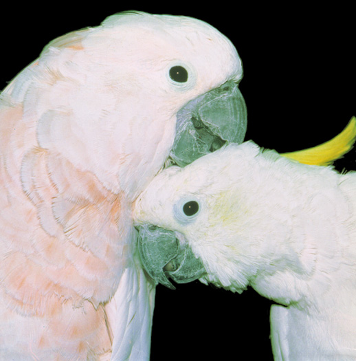 rational olive's bird pictures