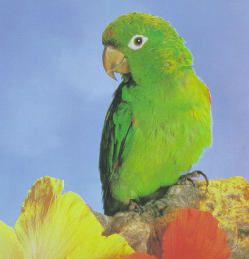 rational olive's bird pictures