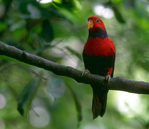 rational olive's bird pictures