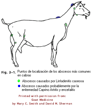 linfadenitiscaseosacabras