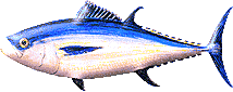 Tuna Graphics