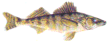 Walleye Graphics