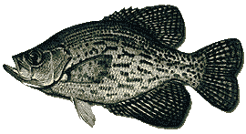 Crappie Graphics