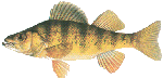 Perch Graphics