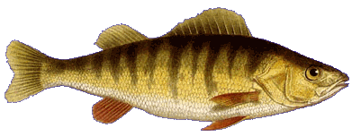 Perch Graphics