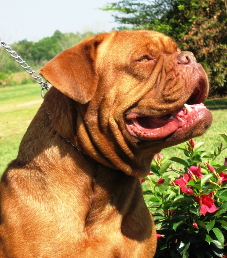 RED DOG RIDGE DOGUES ~ Past & Present ~ 269-758-4206 ~ PAGE 1