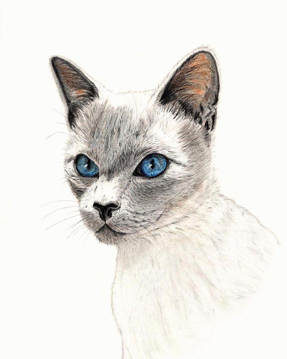 Joshua- 8 x 10” signed, limited edition print of a Bluepoint Siamese Cat offered for $50.00