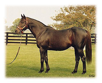 Seattle Slew