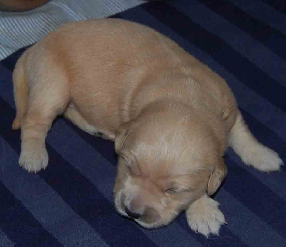 Golden Retriever Babies