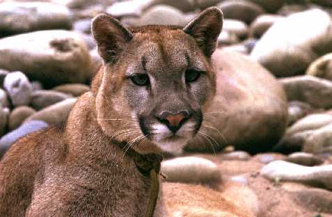 Animal Case histories