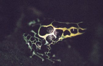 Dendrobates variabilis