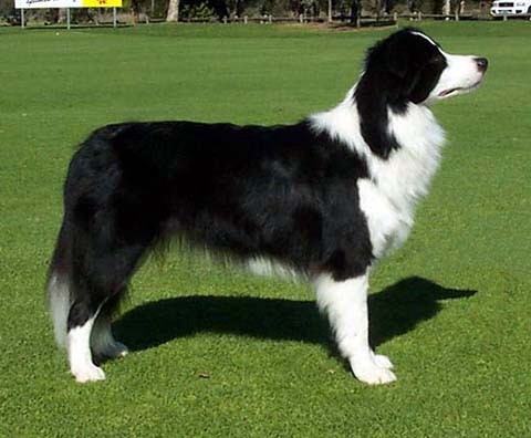 winpara Soul Symphony - Rhani