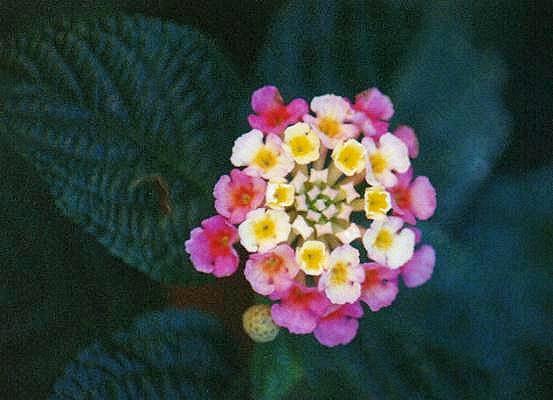 Flores de Ribera Norte