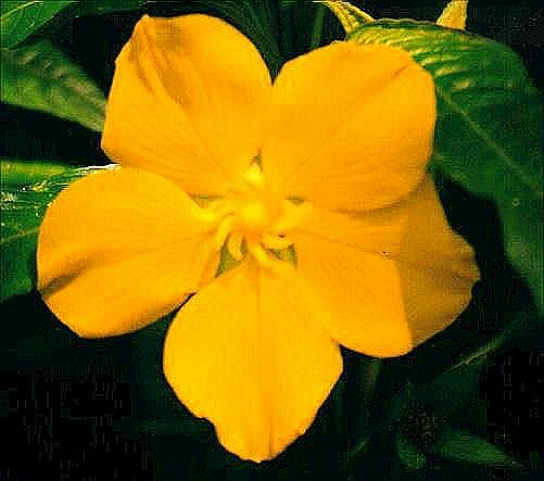 Flores con 5 petalos - Imagui