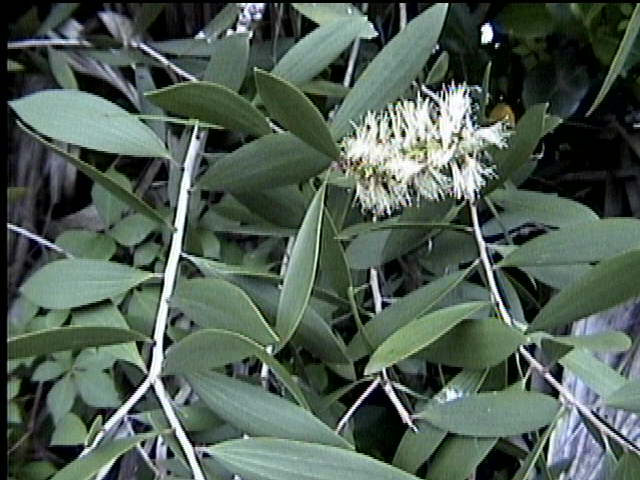 Melaleuca (Punk Tree)
