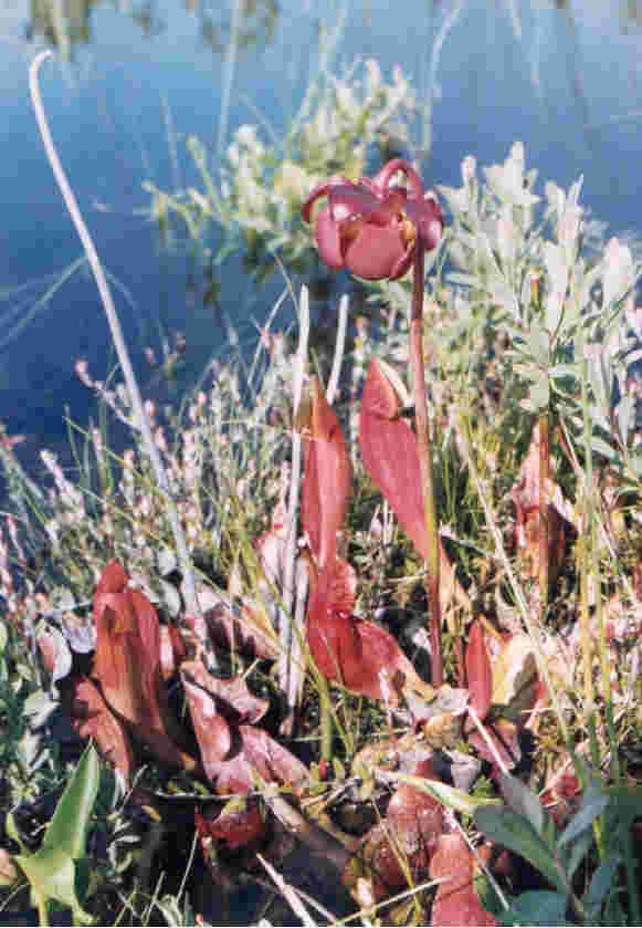 Pitcher-Plant