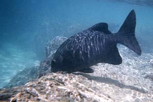 Hanauma Bay Reef Fish in Oahua, Hawaii