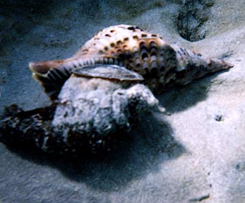 Waikiki, Hawaii, Seashells on Waikiki Beach