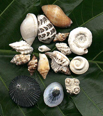 Waikiki, Hawaii, Seashells on Waikiki Beach
