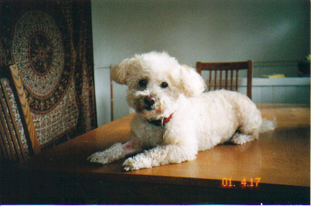 Rocket Dog Rescue - Visiting Room 114