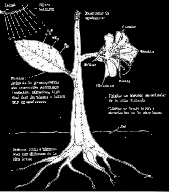 sur cet arbre schématique les trois parties principales de la plante ...