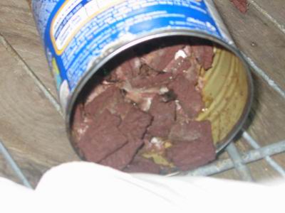 Rotting Food Project 2 Day 10.