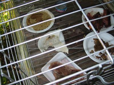 Rotting Food Project 2 Day 18.