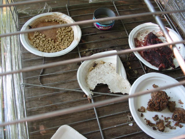 Rotting Food Project 2 Day 20.