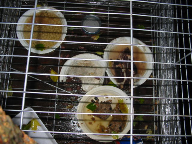 Rotting Food Project 2 Day 22.