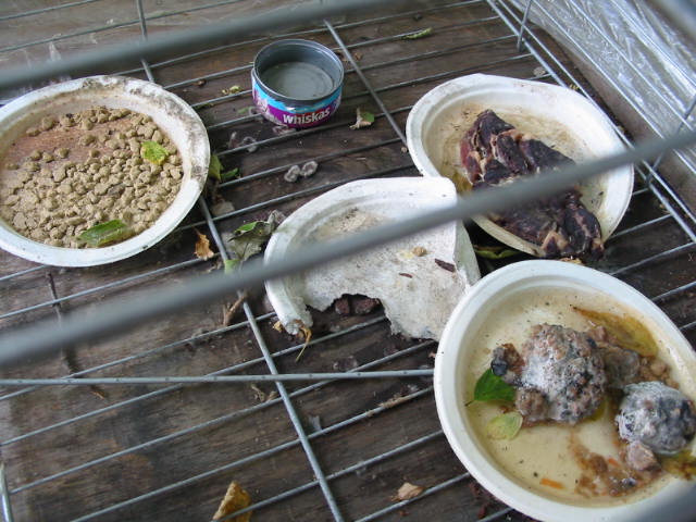 Rotting Food Project 2 Day 24.