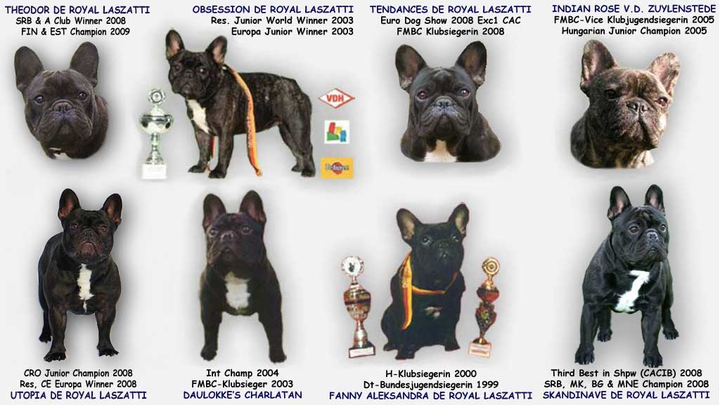 Dog Kennel "De Royal Laszatti"