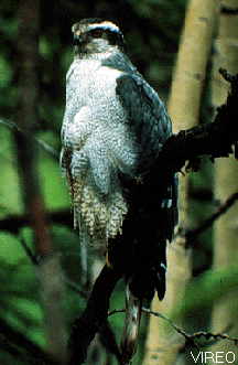 Northern Goshawk