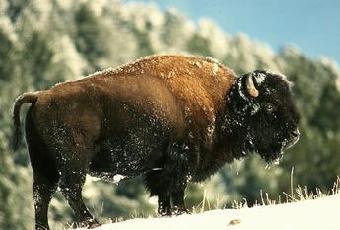 RSN: Bison bison - BioData