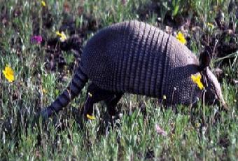 RSN: Dasypus novemcintus - BioData