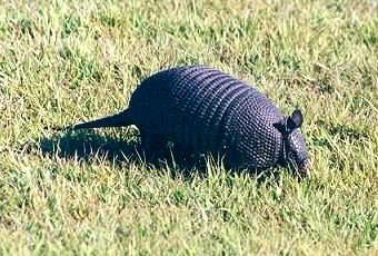 RSN: Dasypus novemcintus - BioData