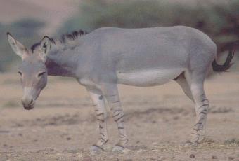 RSN: Equus africanus - BioData