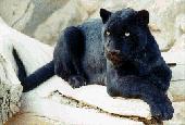 RSN: Panthera onca - BioData