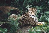 RSN: Panthera onca - BioData