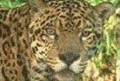 RSN: Panthera onca - BioData