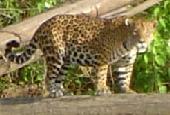 RSN: Panthera onca - BioData