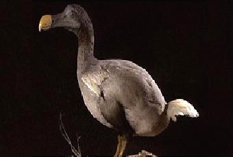 RSN: Raphus cucullatus - BioData