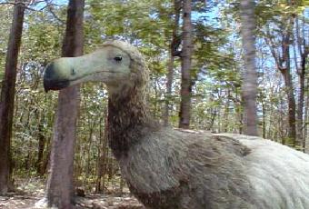 RSN: Raphus cucullatus - BioData