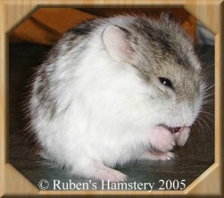 Ruben's Hamstery