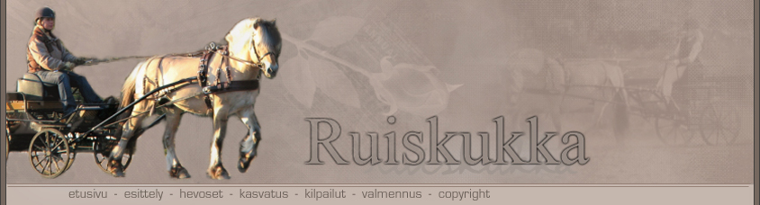Ruiskukka