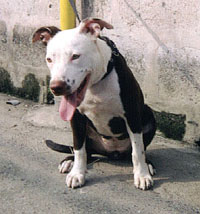 Female - Ruthless Kennels