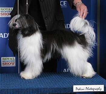 The Boys of the Bunch